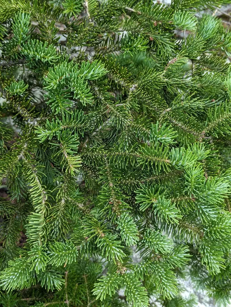Abies balsamea Nova Scotia - Conifer,Medicinal Herbs - Balsam Fir