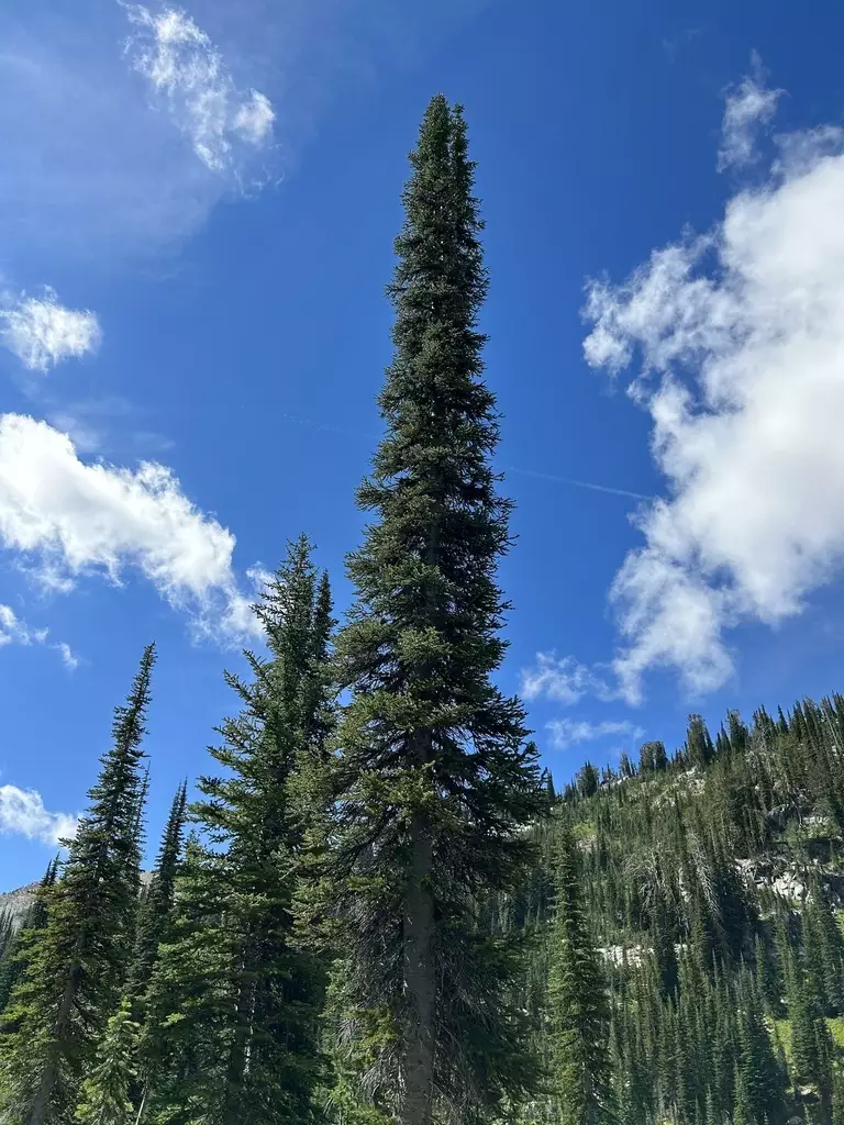 Abies lasiocarpa - Common Bonsai,Conifer,Medicinal Herbs - Subalpine Fir