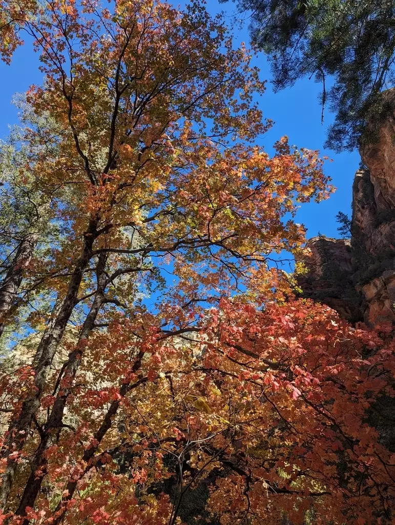 Acer grandidentatum - Hardwood - Bigtooth Maple, Canyon Maple, Limerock ...