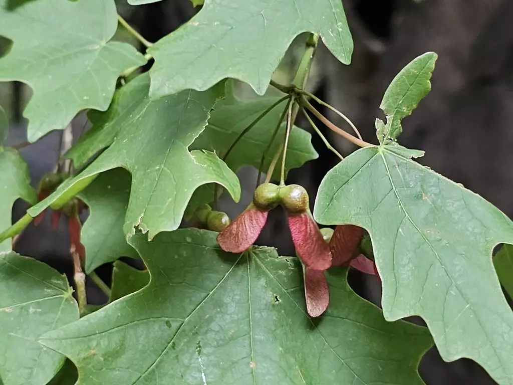 Acer grandidentatum - Hardwood - Bigtooth Maple, Canyon Maple, Limerock ...