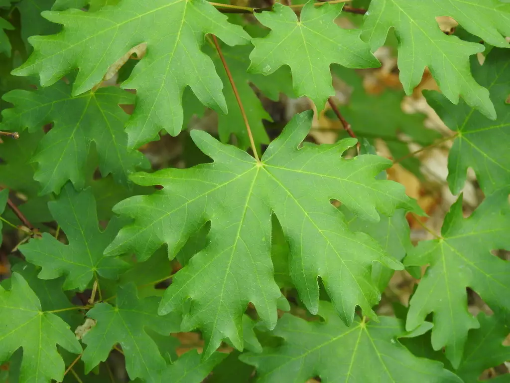 Acer grandidentatum - Hardwood - Bigtooth Maple, Canyon Maple, Limerock ...