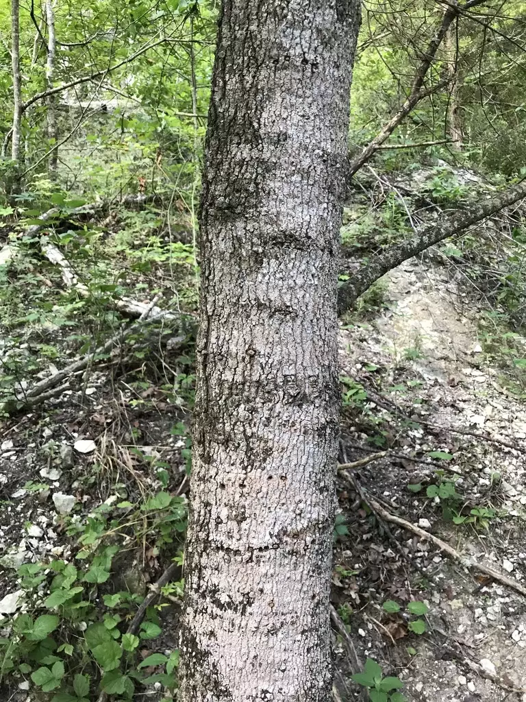 Acer grandidentatum - Hardwood - Bigtooth Maple, Canyon Maple, Limerock ...