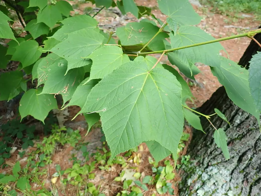 Acer pensylvanicum - Hardwood - Moose Maple, Moosewood, Striped Maple