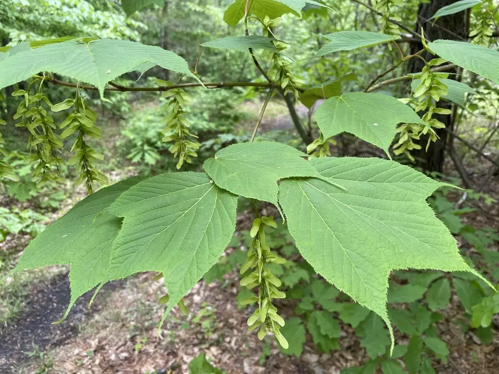 Acer pensylvanicum - Hardwood - Moose Maple, Moosewood, Striped Maple