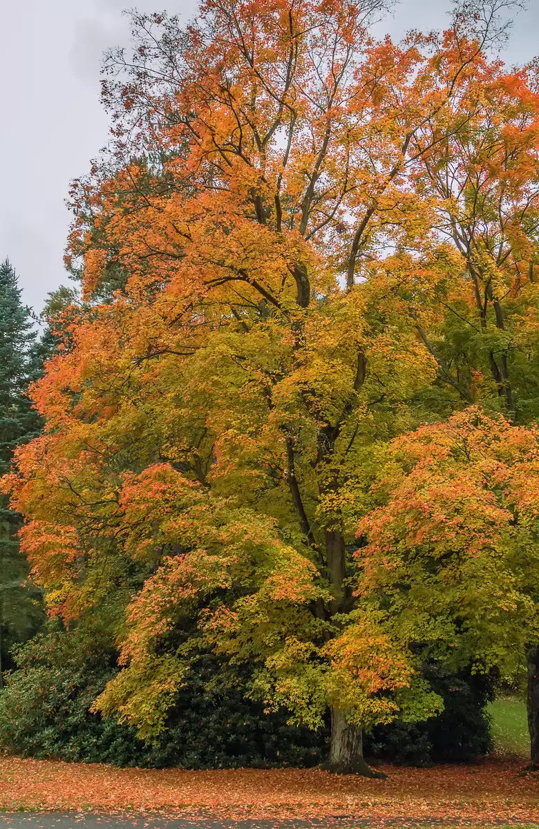 Acer rubrum Northern dewinged - Common Bonsai,Hardwood,Medicinal Herbs ...