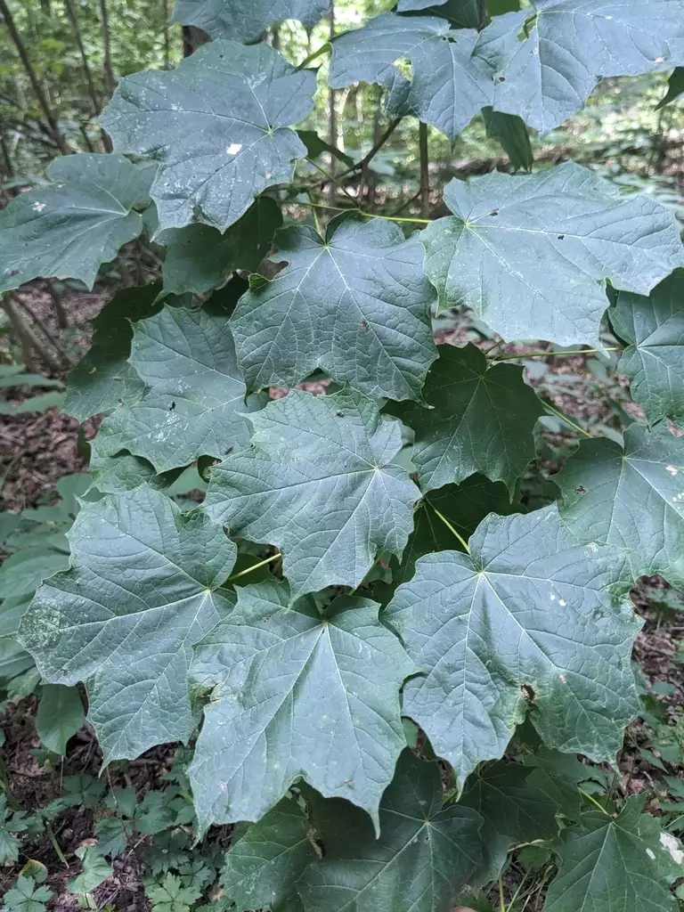 Acer saccharum ssp. nigrum - Hardwood - Black Maple