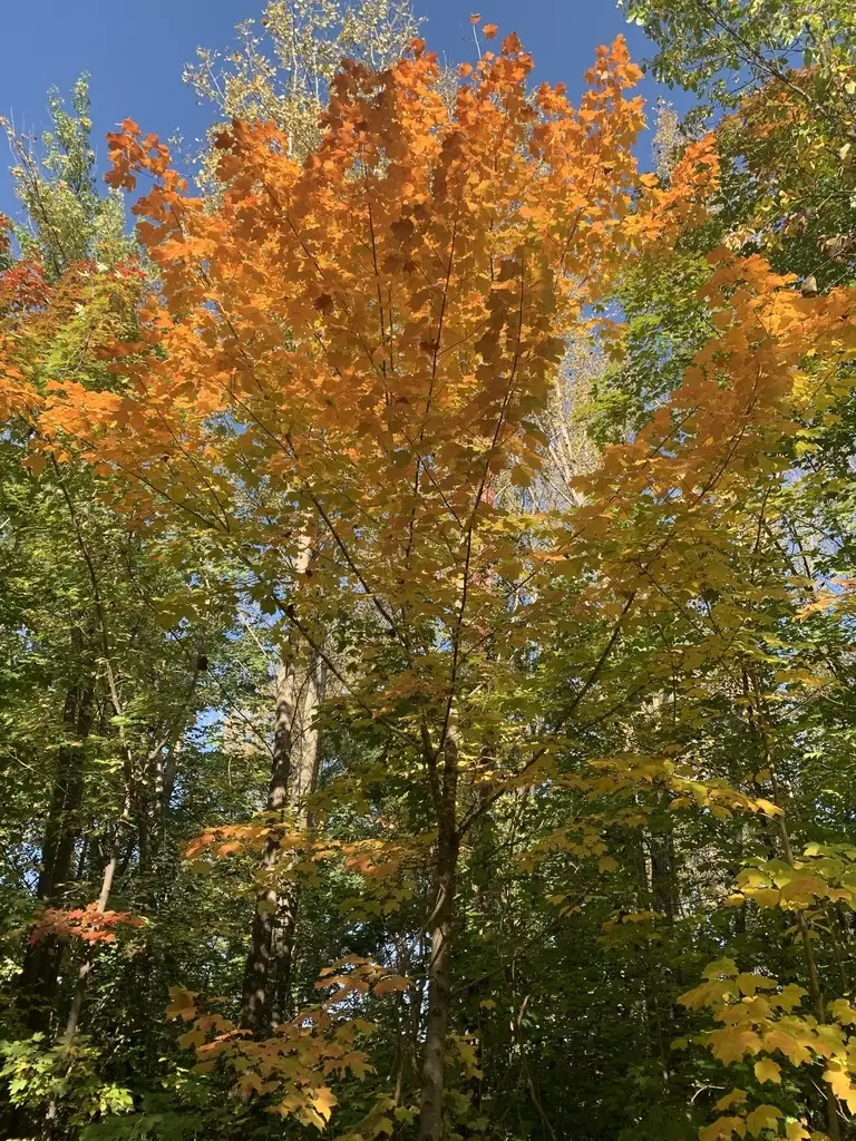 Acer saccharum ssp. nigrum - Hardwood - Black Maple