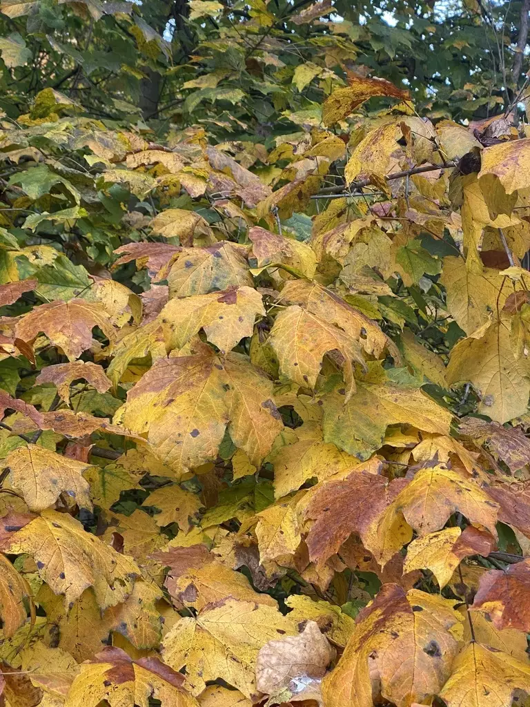 Acer saccharum ssp. nigrum - Hardwood - Black Maple