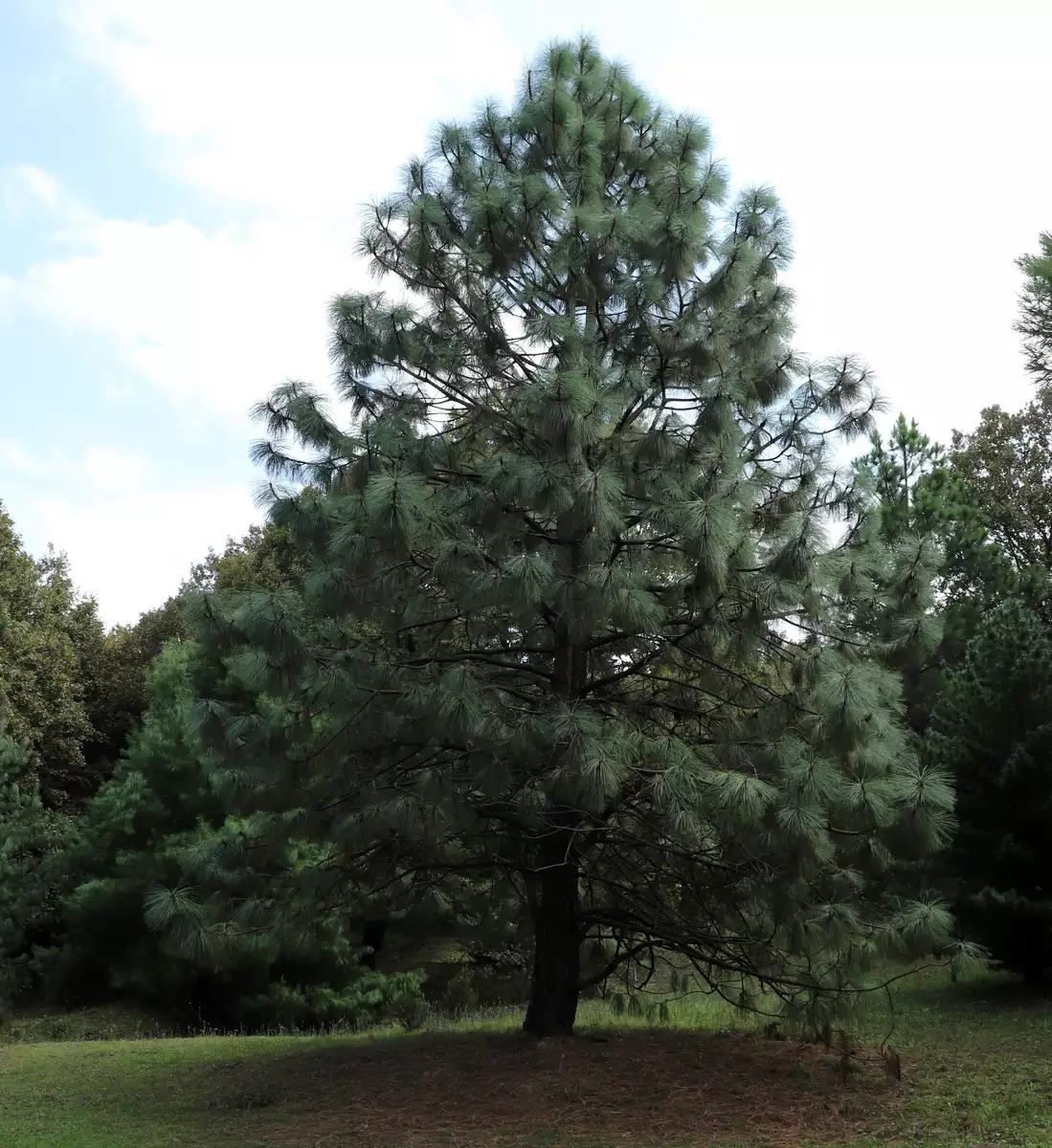 Pinus engelmannii - Conifer - Apache Pine, Arizona Longleaf Pine
