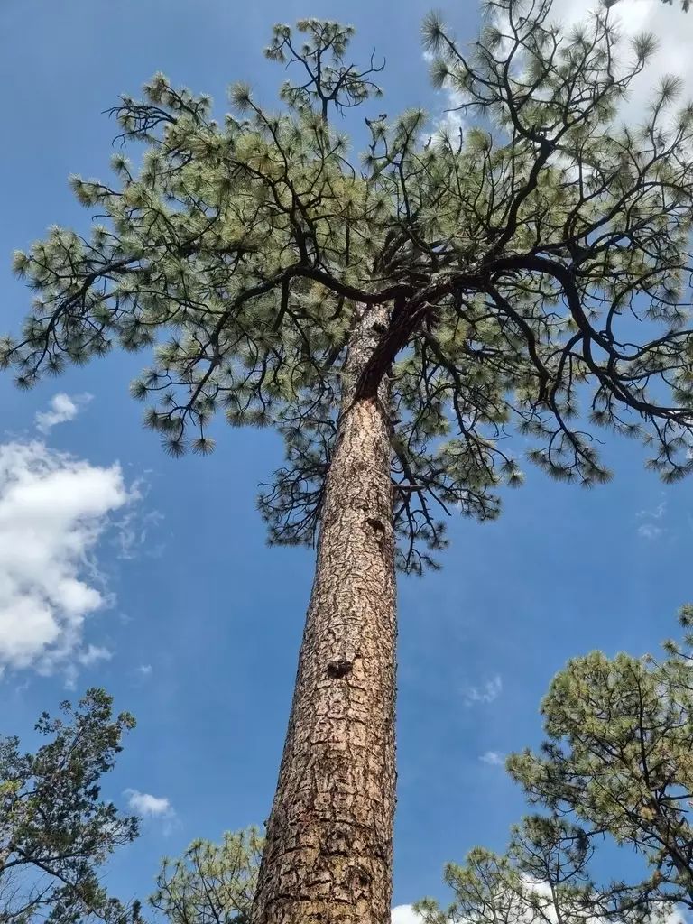 Pinus engelmannii - Conifer - Apache Pine, Arizona Longleaf Pine