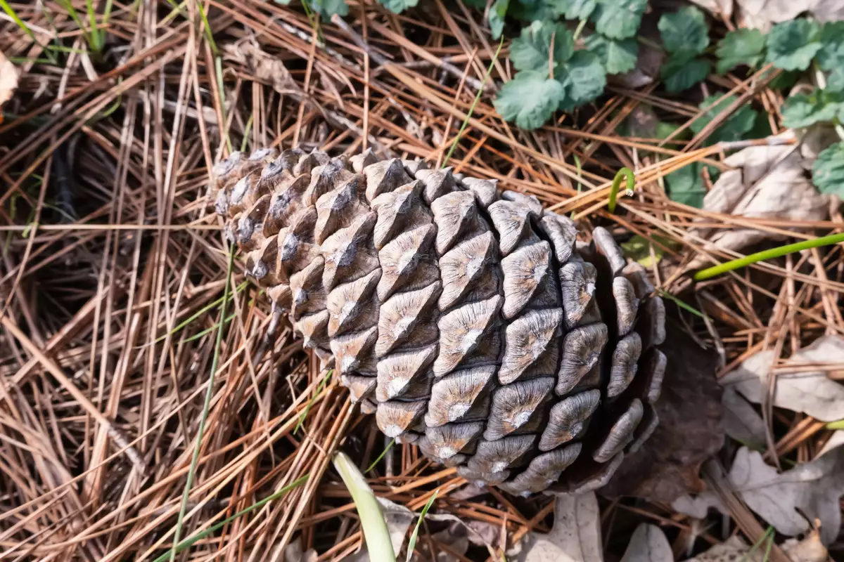 Pinus engelmannii - Conifer - Apache Pine, Arizona Longleaf Pine