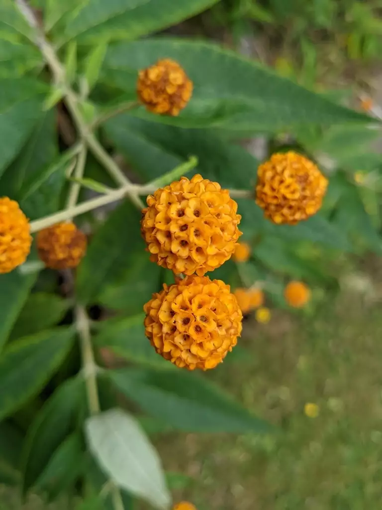 Buddleja globosa - Medicinal Herbs,Shrub - Orange Butterfly Bush ...