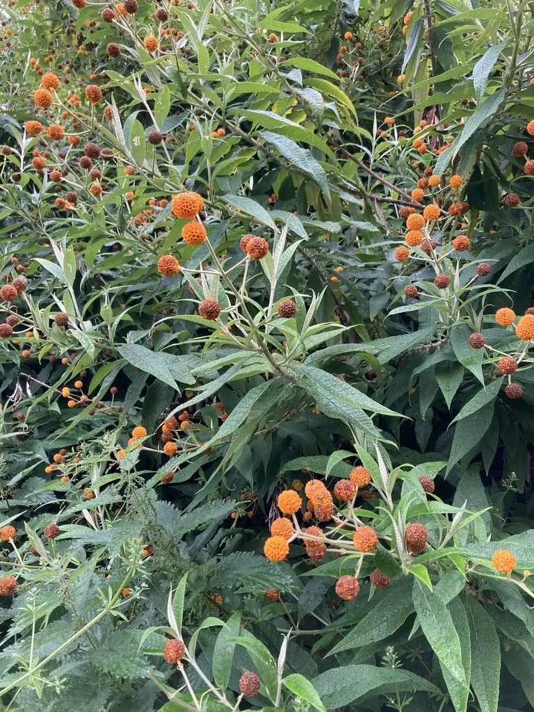 Buddleja globosa - Medicinal Herbs,Shrub - Orange Butterfly Bush ...