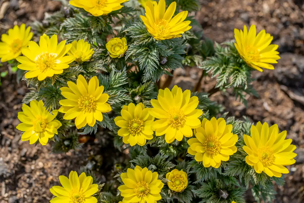 Adonis amurensis - Flower,Herbaceous Plants,Perennial,Web page ...