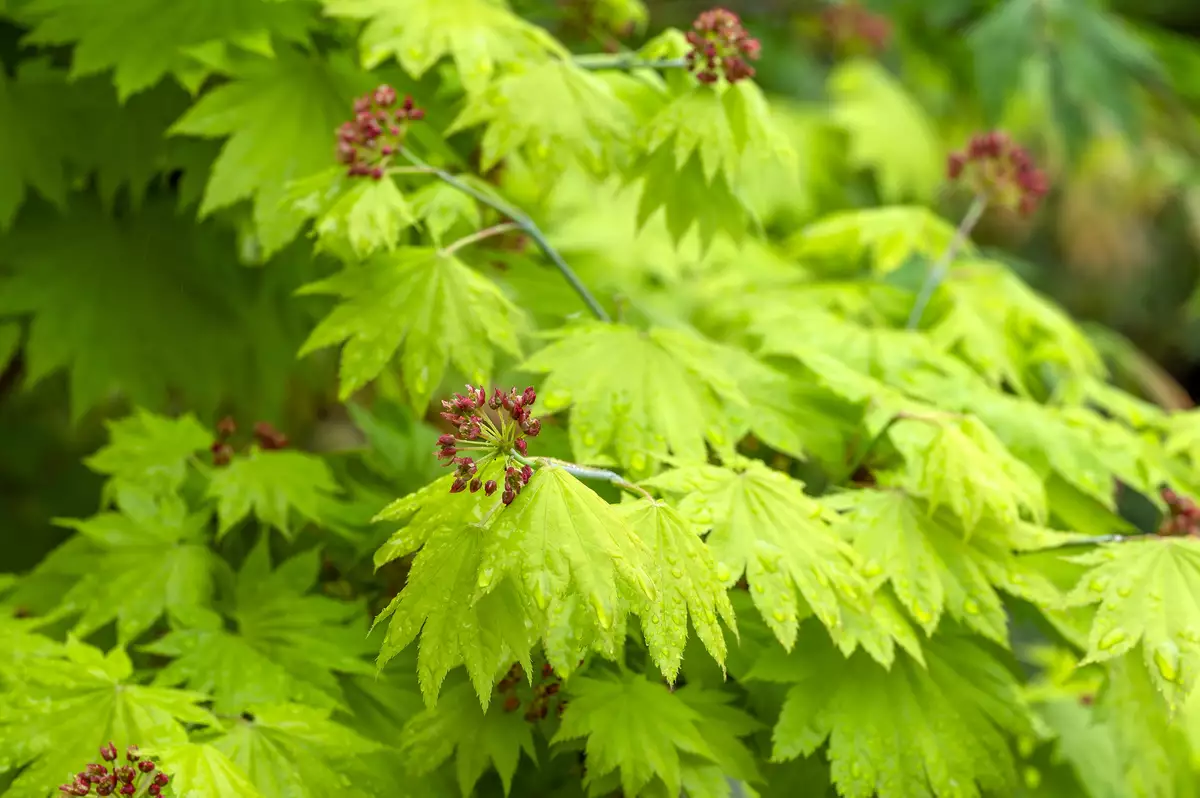 Acer shirasawanum var. aureum dry seed - Common Bonsai,Deciduous,Tree ...