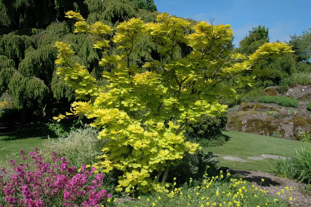 Acer shirasawanum var. aureum dry seed - Common Bonsai,Deciduous,Tree ...
