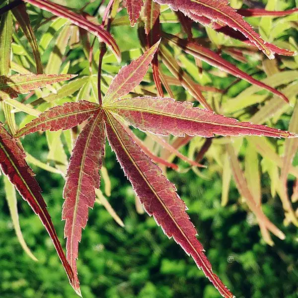 Acer palmatum ssp. matsumurae 'Beni Otake' dry seed - Common Bonsai ...