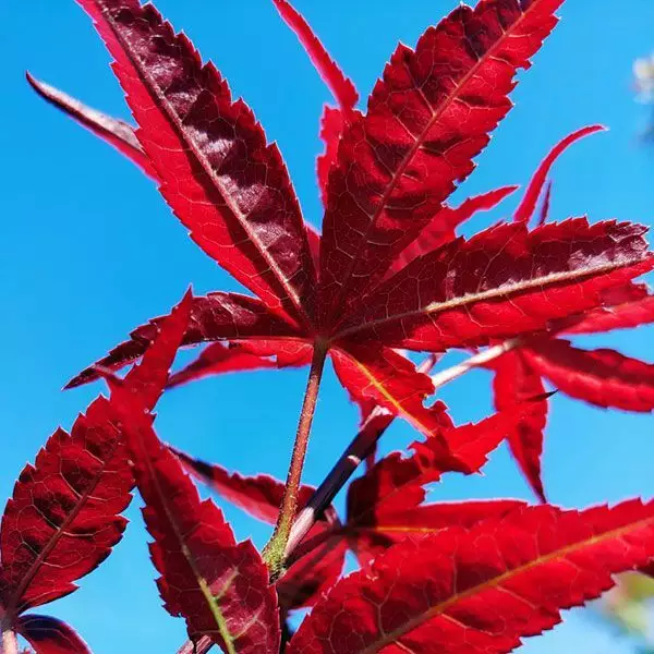 Acer palmatum ssp. matsumurae 'Beni Otake' dry seed - Common Bonsai ...