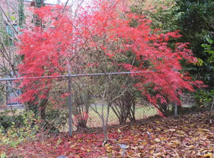 Acer palmatum ssp. matsumurae 'Beni Otake' dry seed - Common Bonsai ...