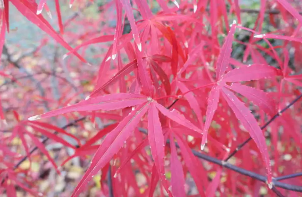 Acer palmatum ssp. matsumurae 'Beni Otake' dry seed - Common Bonsai ...