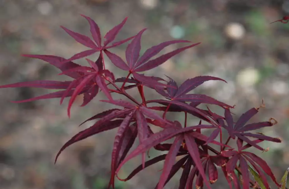 Acer palmatum ssp. matsumurae 'Beni Otake' dry seed - Common Bonsai ...