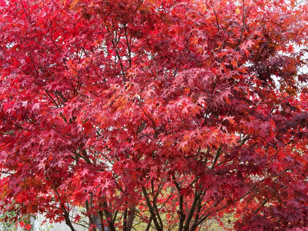 Acer palmatum ssp. matsumurae 'Emperor 1' fresh/green seed - Common ...