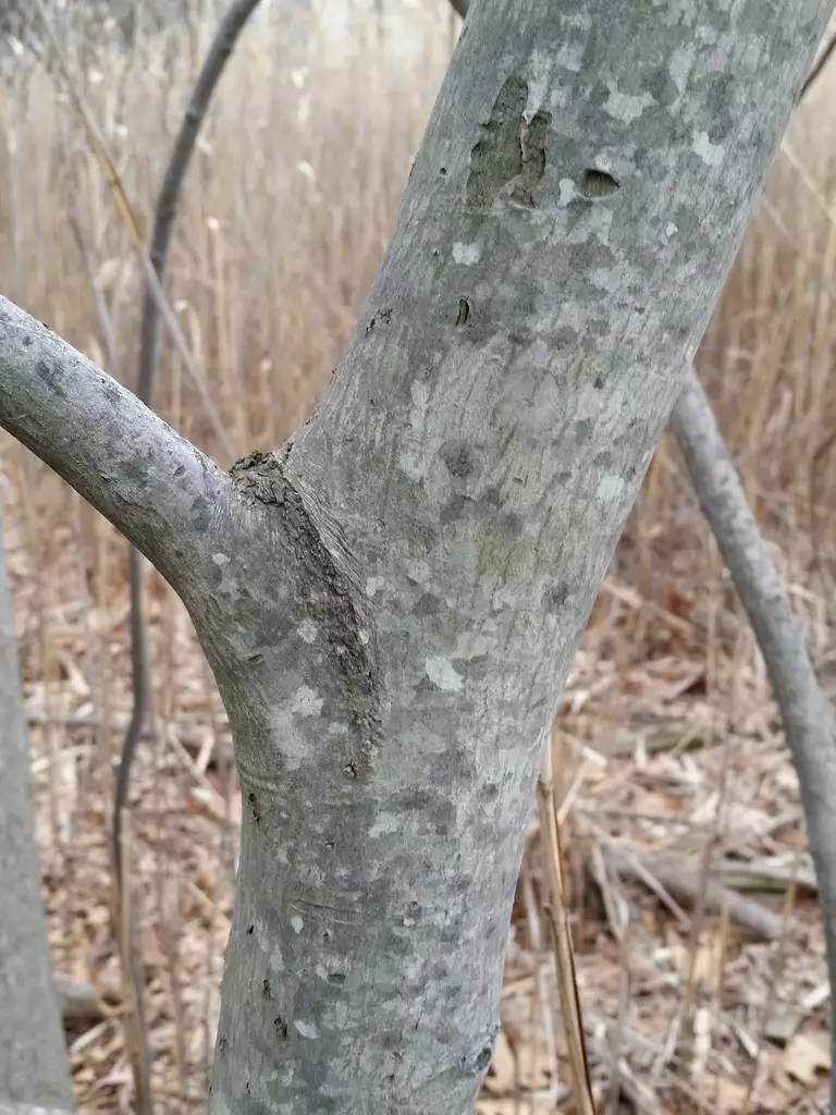 Amelanchier canadensis - Common Bonsai,Shrub - Canadian Serviceberry ...