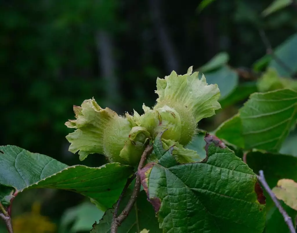 Corylus americana - Medicinal Herbs,Shrub - American Filbert, American ...