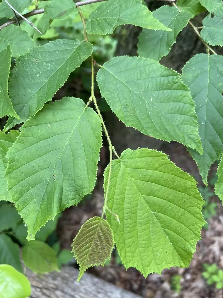 Corylus americana - Medicinal Herbs,Shrub - American Filbert, American ...