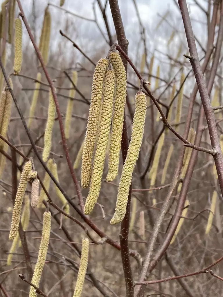 Corylus americana - Medicinal Herbs,Shrub - American Filbert, American ...