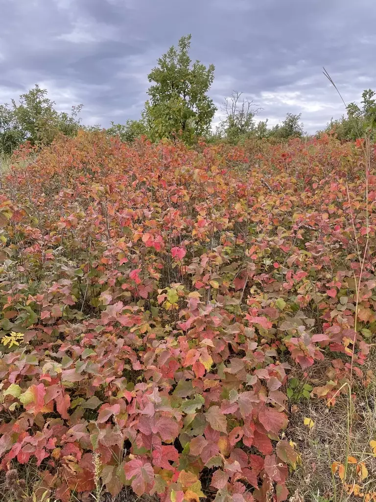 Corylus americana - Medicinal Herbs,Shrub - American Filbert, American ...