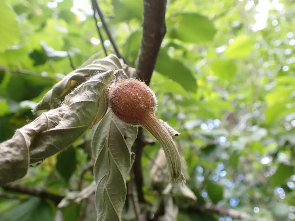Corylus cornuta - Shrub - Beaked Filbert, Beaked Hazelnut
