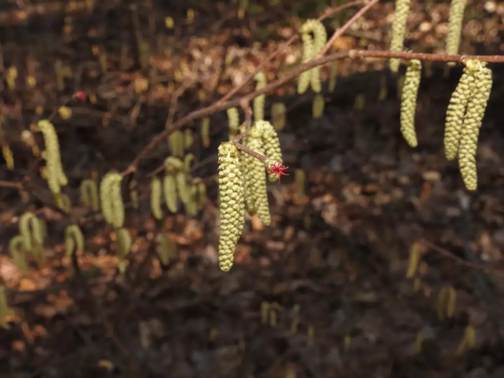 Corylus cornuta - Shrub - Beaked Filbert, Beaked Hazelnut