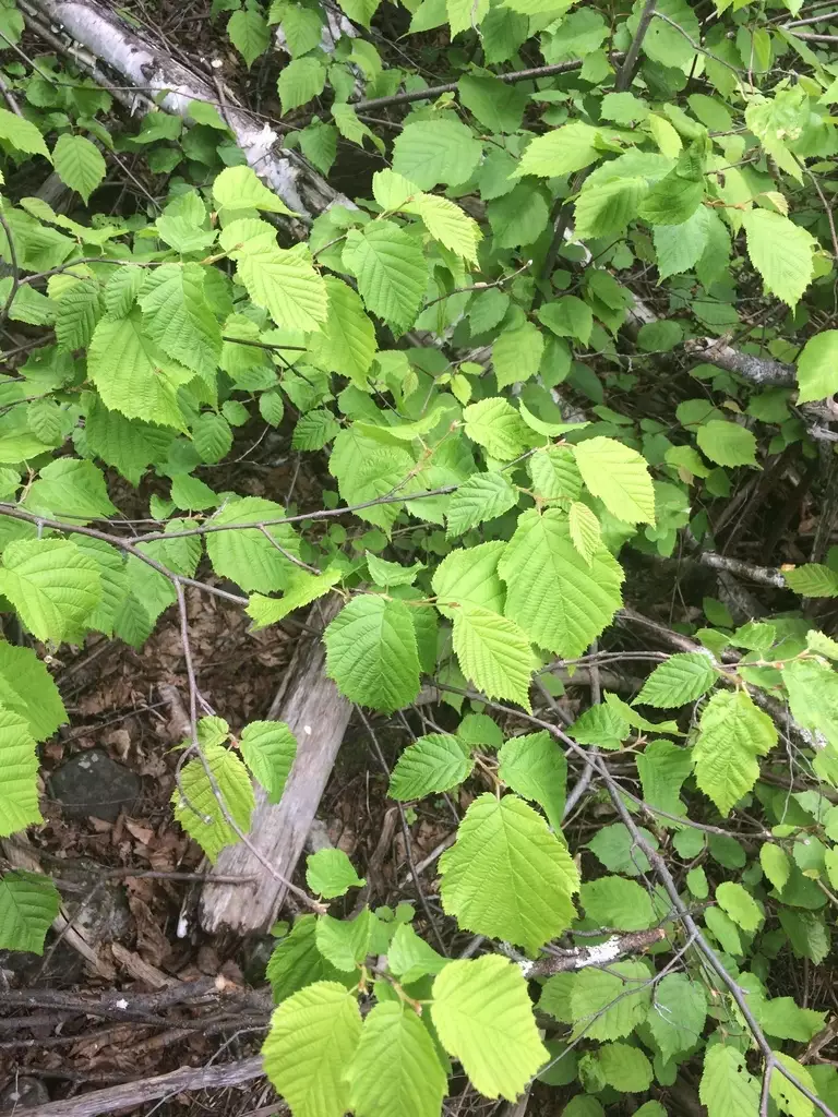 Corylus cornuta - Shrub - Beaked Filbert, Beaked Hazelnut