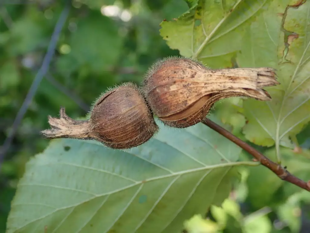 Corylus cornuta - Shrub - Beaked Filbert, Beaked Hazelnut