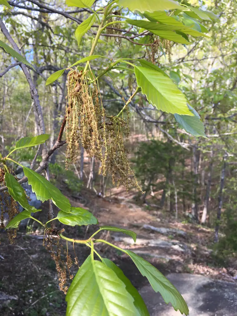 Quercus montana - Web page Navigation - Chestnut Oak