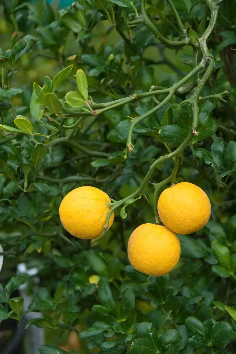 Poncirus trifoliata Flying Dragon - Web page Navigation - Flying Dragon ...