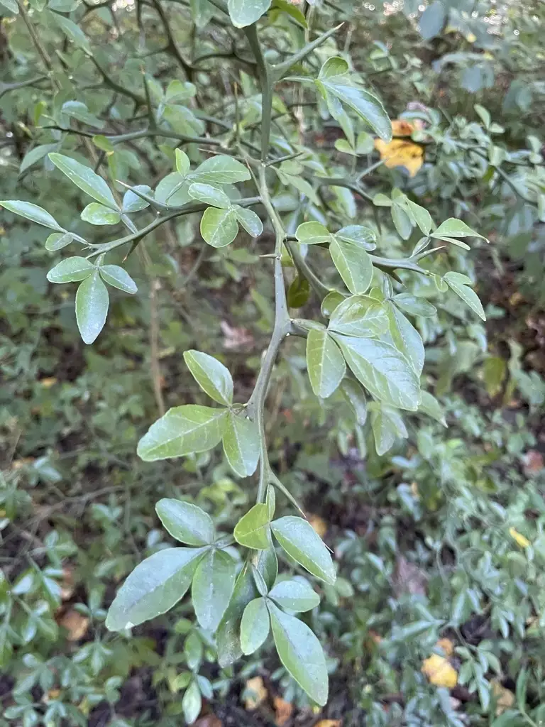 Poncirus trifoliata Flying Dragon - Web page Navigation - Flying Dragon ...