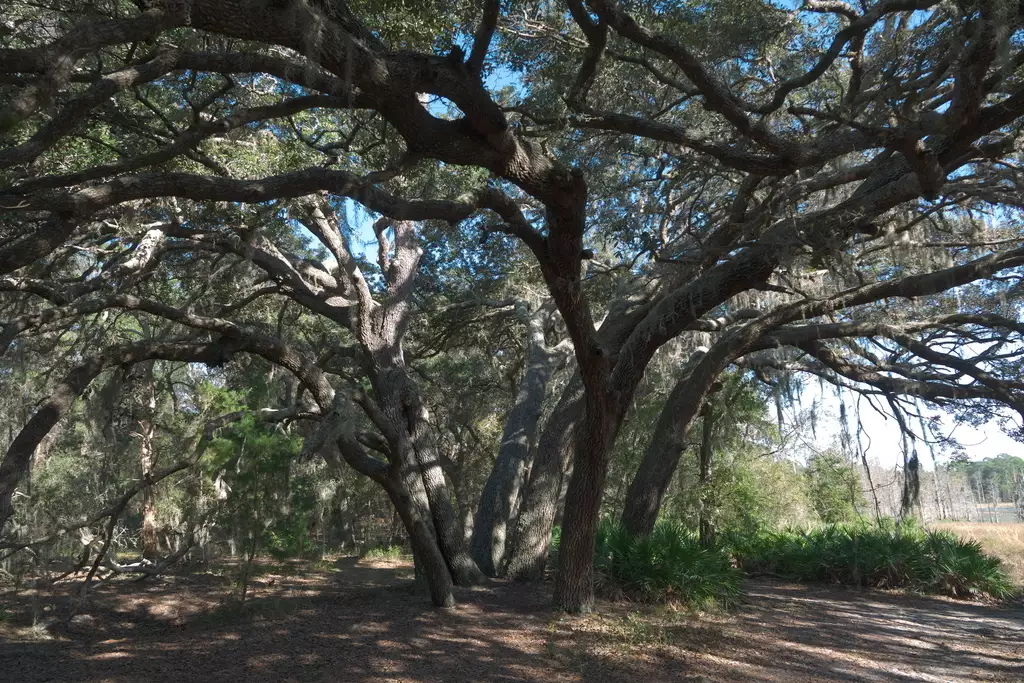 Quercus geminata - Common Bonsai,Hardwood - Sand Live Oak