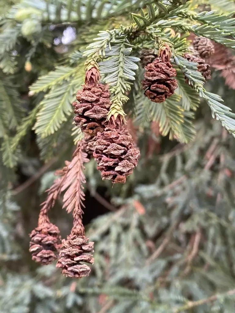 Sequoia sempervirens - Common Bonsai,Conifer,Evergreen Leaves,Medicinal ...