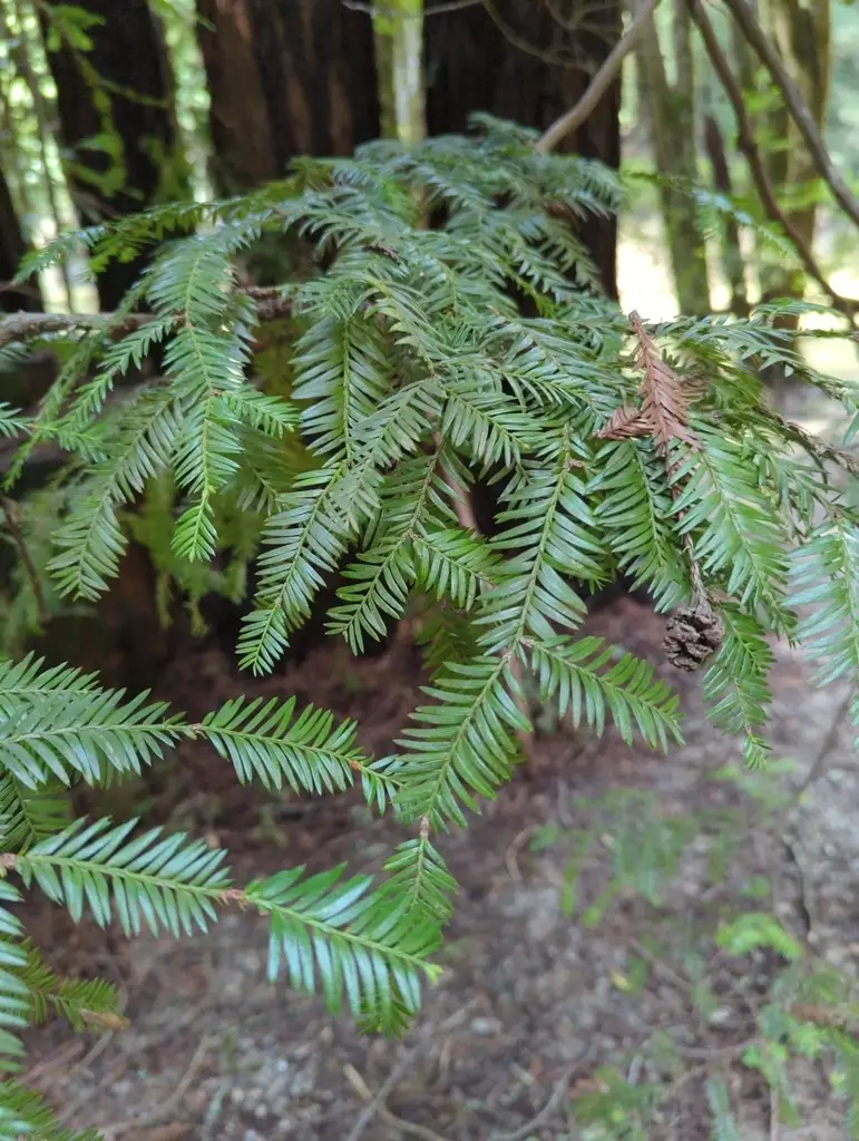 Sequoia sempervirens - Common Bonsai,Conifer,Evergreen Leaves,Medicinal ...