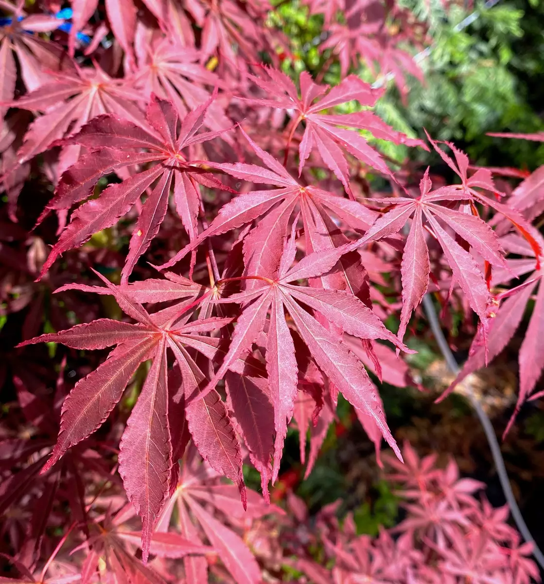 Acer palmatum ssp. matsumurae 'Suminagashi' fresh/green seed - Common ...