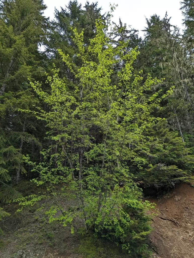 Acer glabrum var. douglasii - Web page Navigation - Douglas Maple ...