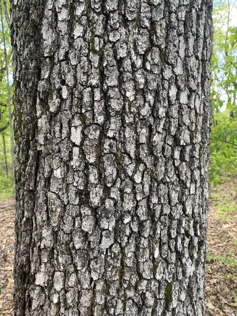 Quercus alba - Deciduous,Hardwood,Shade Tree - White Oak