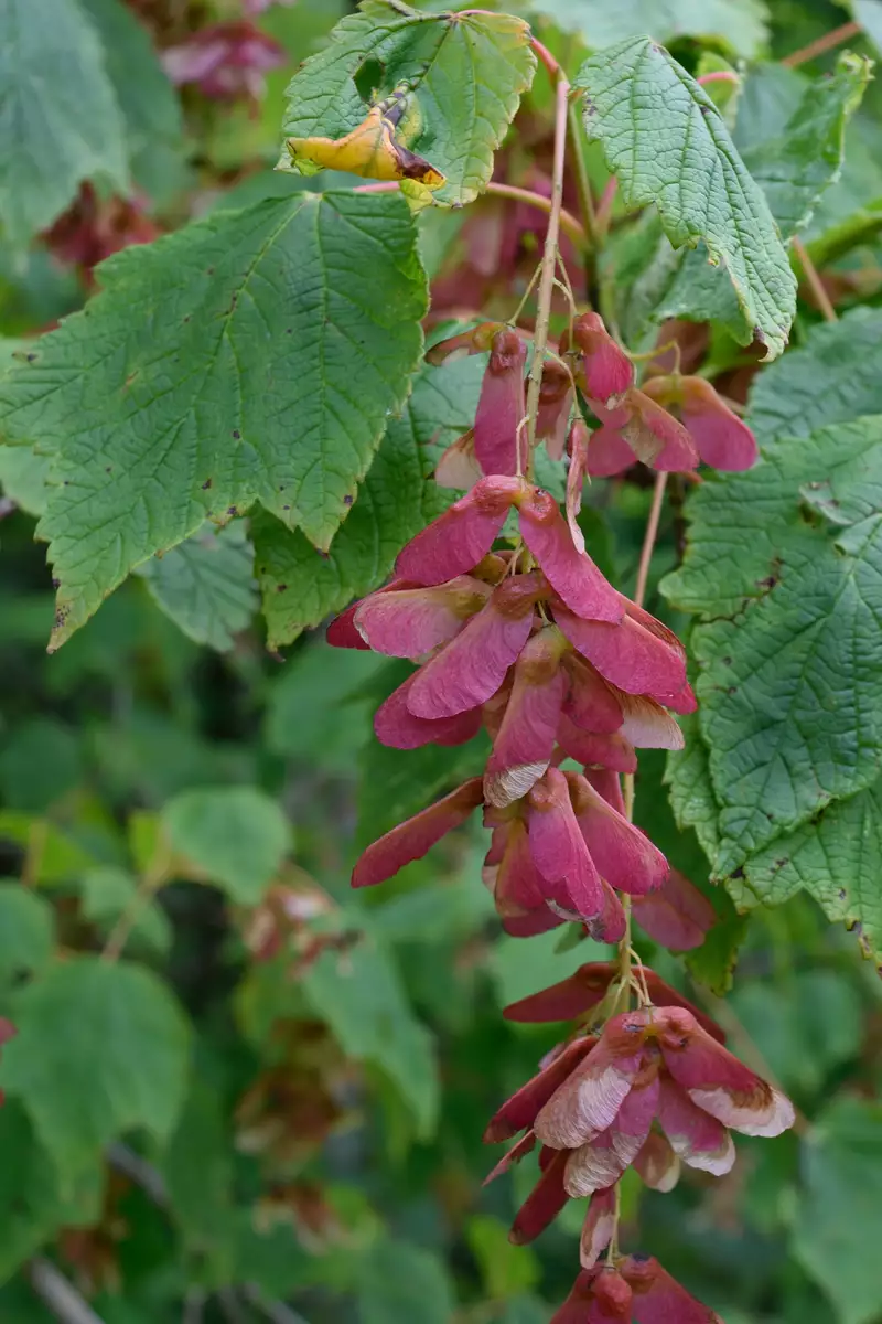 Acer spicatum - Hardwood - Moosewood, Mountain Maple