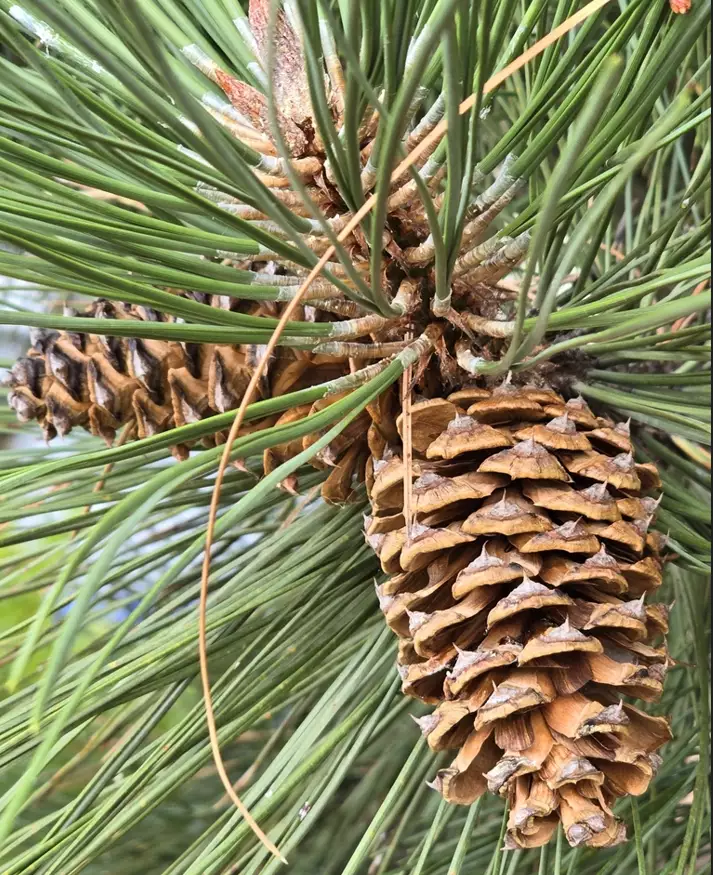 Pinus ponderosa ssp. benthamiana - Conifer - Pacific Ponderosa Pine ...