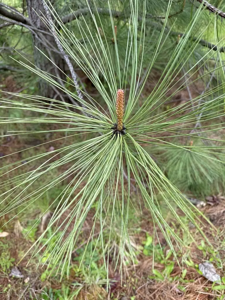 Pinus ponderosa ssp. benthamiana - Conifer - Pacific Ponderosa Pine ...