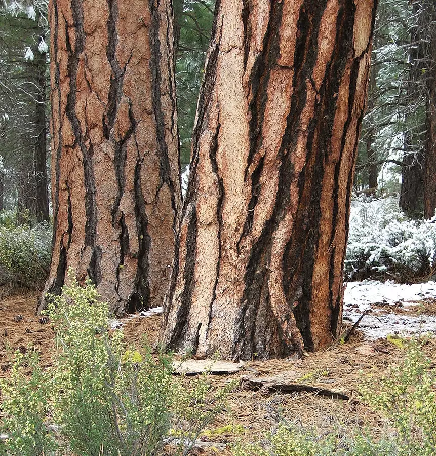 Pinus ponderosa ssp. benthamiana - Conifer - Pacific Ponderosa Pine ...