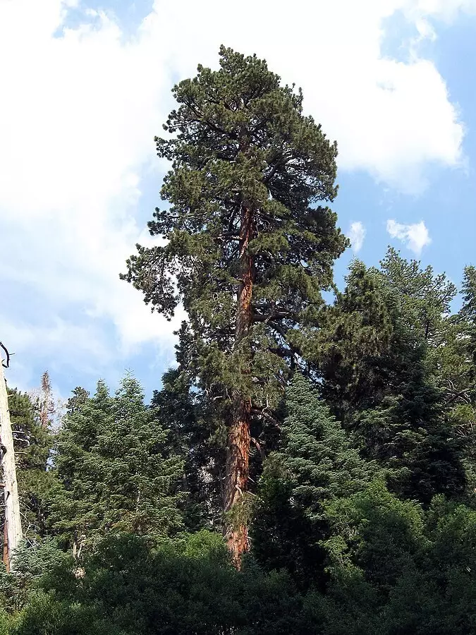 Pinus ponderosa ssp. benthamiana - Conifer - Pacific Ponderosa Pine ...