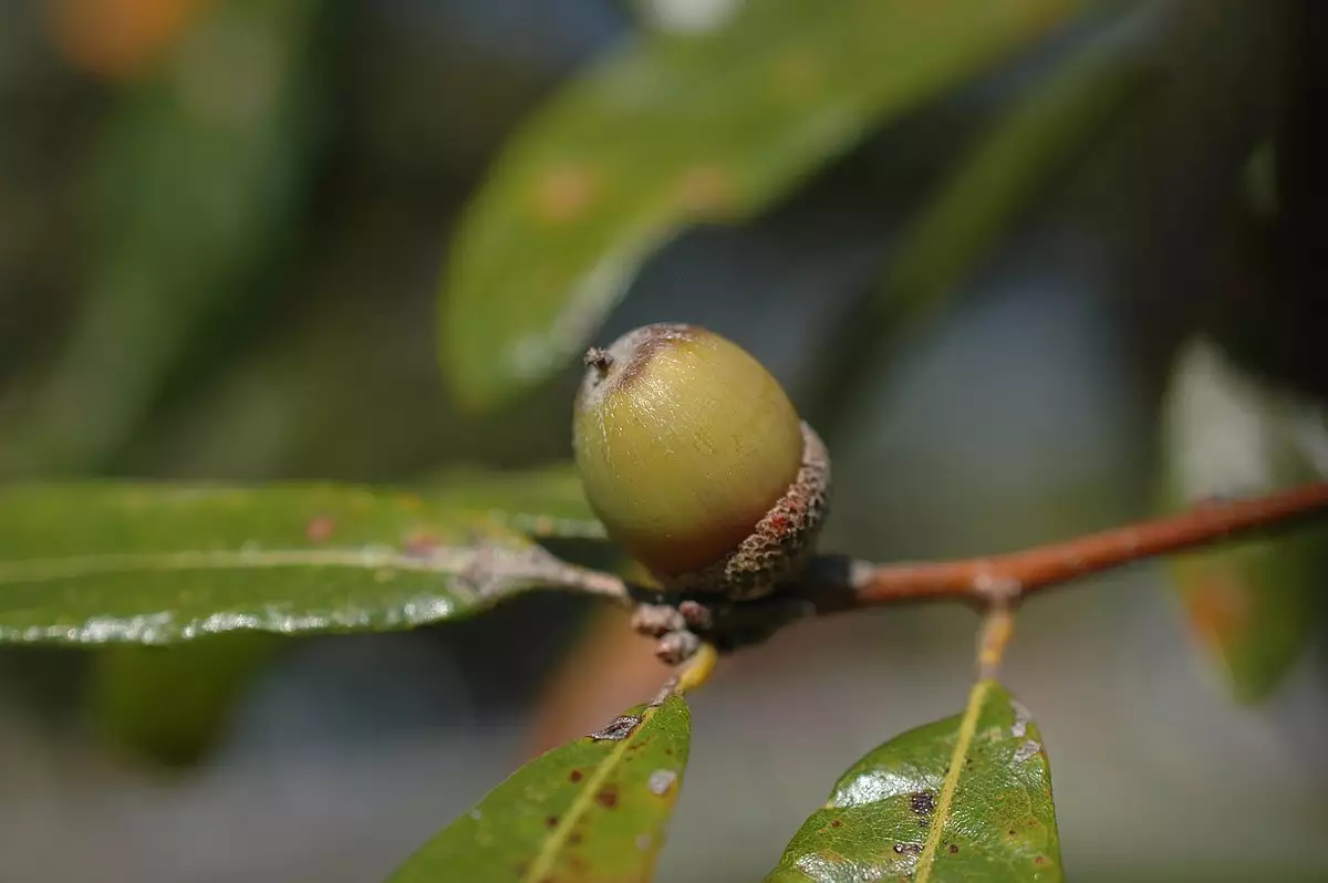 Quercus oglethorpensis - Hardwood - Oglethorpe Oak